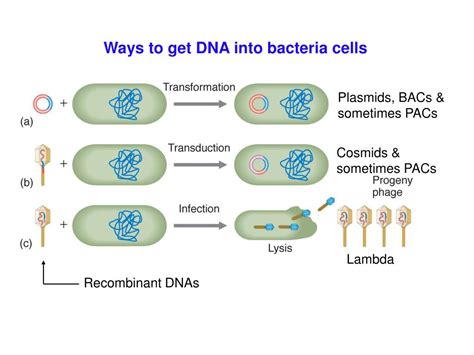 Difference Between Plasmid And Cosmid Dadtrips