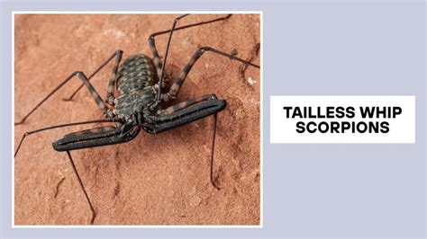 18 Types Of Scorpions Identification With Name And Pictures