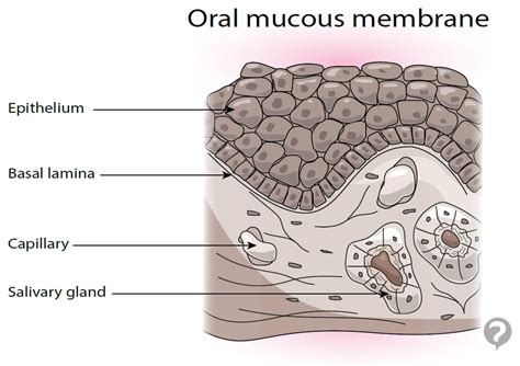 Barrier Oral Mucous Membrane At Josephine Parks Blog