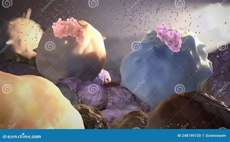 The Role Of Macrophage In The Immune System Stock Illustration Illustration Of Medical