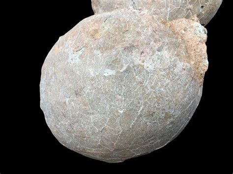Dinosaur Fossil Matrix Big Egg Fossil 24 Cm 17 Cm Auction Online Catawiki