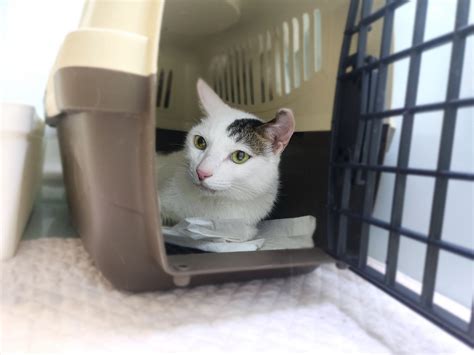 코리안숏헤어 둘리 털빠짐없는브리티쉬숏헤어키우기 털빠짐없는스코티쉬폴드키우기 털빠짐없는러시안블루키우기 털빠짐없는강아지키우기 털빠짐없는고양이키우기 털빠짐없는강아지종류 털빠짐없는