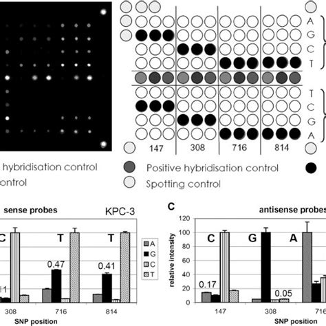A Left Panel Typical Fluorescent Image Of A Dna Microarray Download Scientific Diagram