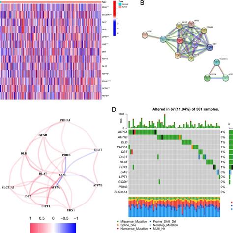 Expression Patterns And Mutation Status Of The Crgs A Heatmap