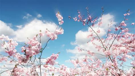 Sakura Tree And Clouds Time Lapse 1625876 Stock Video At Vecteezy