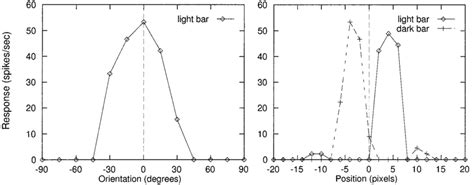 constructing a simple cell receptive field model cortical cell
