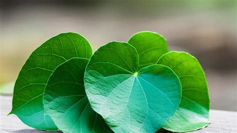 Temukan 7 Manfaat Daun Cakla Cikli Yang Jarang Diketahui