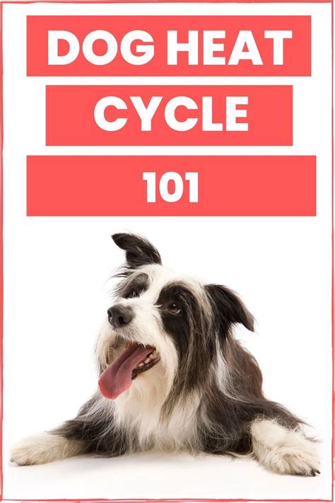 Dog Heat Cycle 101 Everything You Need To Know About The Dog