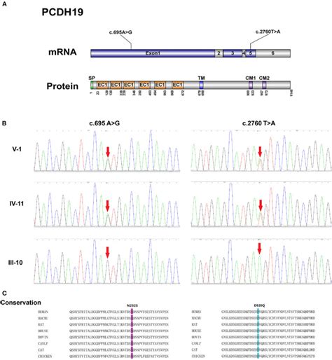 Genetic Variants And Phenotype Analysis In A Five Generation Chinese
