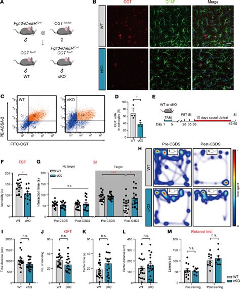 Figure 2 From O Glcnac Transferase In Astrocytes Modulates Depression