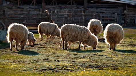 Sepsis Sex Symtom Att Ha Koll På