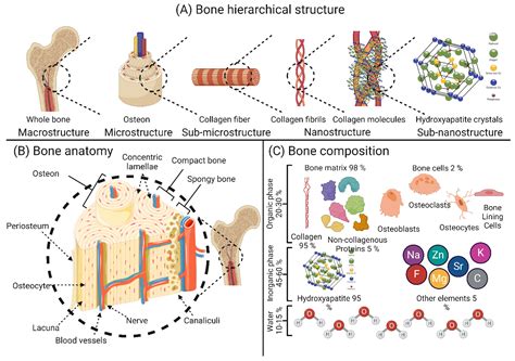 Scaffold For Bone Regeneration