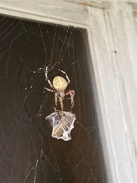 Who Is This Gnarly Fellow Rspiders