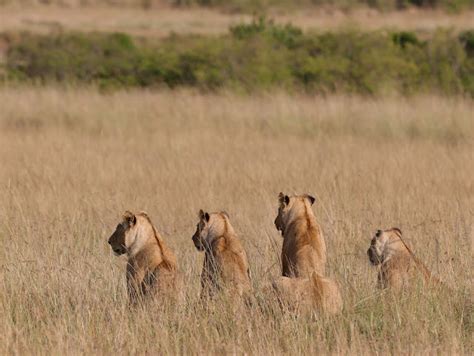 Blue Mist Safaris Reviews Open Hours Photo Spots Things To Do