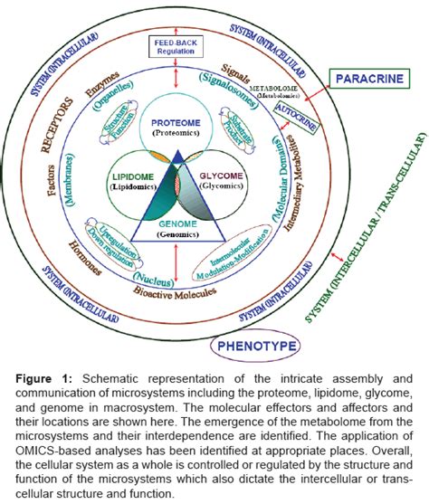 Glycomics Lipidomics Transcellular Structure Function