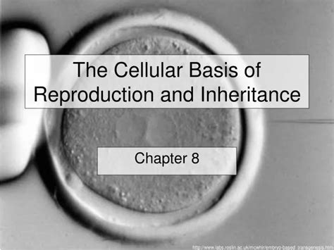 Ppt The Cellular Basis Of Reproduction And Inheritance Powerpoint