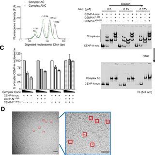 The CENP A Nucleosome Binding Domains Of CENP N And CENP C Have Download Scientific Diagram