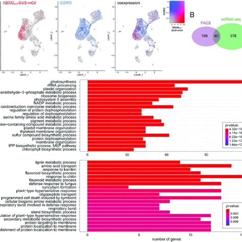 A Scrna Seq Atlas Of Mature Arabidopsis Leaf Protoplasts A Unbiased Download Scientific