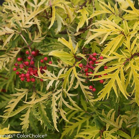 Lemony Lace®elderberry Van Wilgens Garden Center