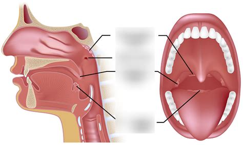 Anatomy 2 Lab Tonsils Diagram Quizlet