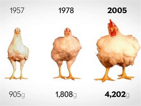 Are Roosters Bigger Than Chickens At Diana Longoria Blog