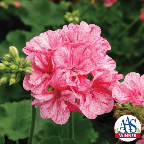Pink Geranium Plant
