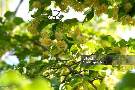 꽃 나무 린든 나무 꽃이 만발한 차 자연 배경 치유의 준비를 위해 사용 0명에 대한 스톡 사진 및 기타 이미지 0명 건강관리와 의술 꽃밥 Istock
