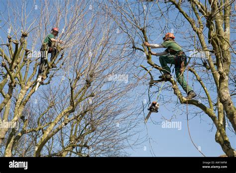 Tree Surgeons In Trees Stock Photo Alamy