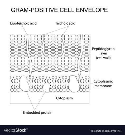 Gram Positive Cell Envelope Royalty Free Vector Image