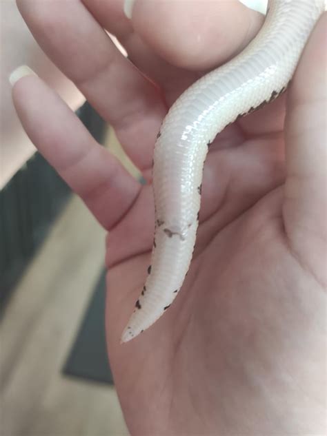 Identifying Sex Rredearedsliders Identifying Sex Rredearedsliders