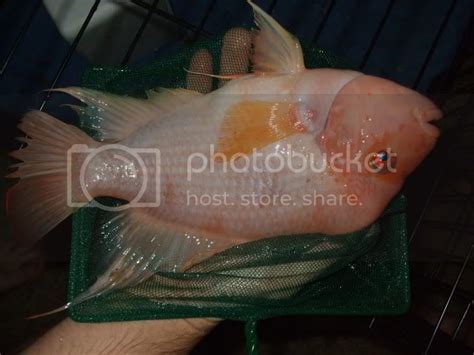 Red Devil Cichlids Sex Deterimination Aussie Pythons And Snakes Forum