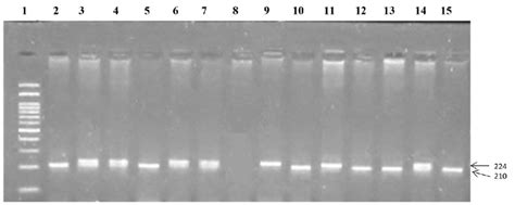 Hla G 14 Bp Polymorphism Detected On Agarose Gel Lanes 1 100bp Dna