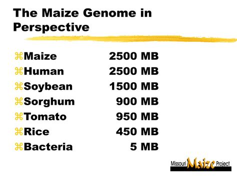 Ppt Comprehensive Genetic Physical And Database Resources For Maize Powerpoint Presentation
