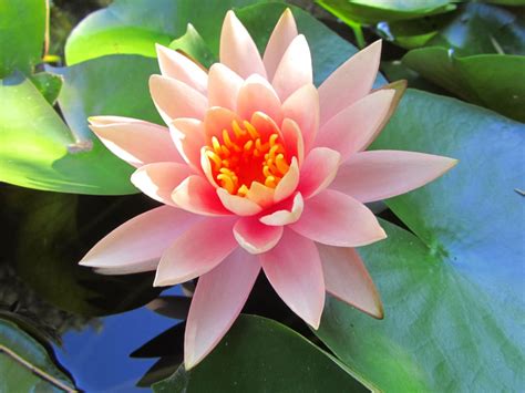 The Prettiest Flowers By Sheila Mullet At Kenneth Allen Blog