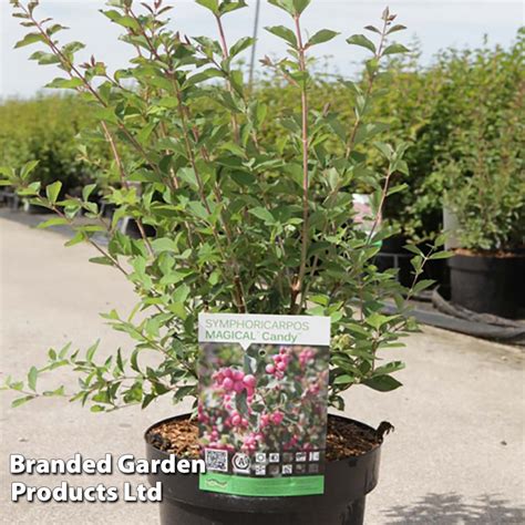 Symphoricarpos Magical Candy Dobies