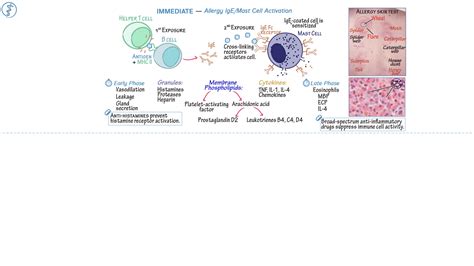 Immunology Microbiology Allergy Ige And Mast Cell Activation Ditki