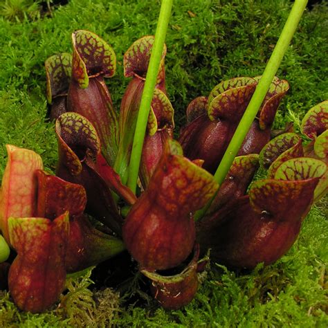 Sarracenia Purpurea Subsp Purpurea Hewitt Cooper Carnivorous Plants