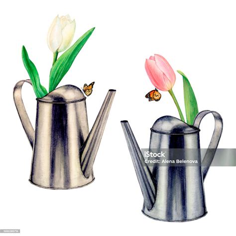 아름다운 흰색과 분홍색 튤립 꽃과 흰색 배경에 나비가 있는 금속 물뿌리개 세트가 수채화로 그려져 있습니다 스티커 로고 냅킨 섬유 인쇄에 적합 0명에 대한 스톡 벡터 아트 및