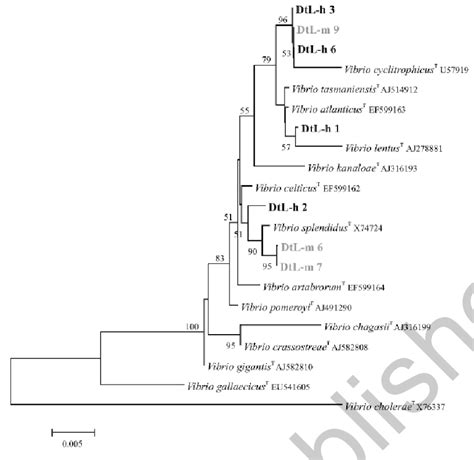 Phylogenetic Tree Based On Partial 16s Rdna Sequences Of Representative