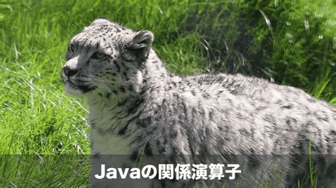 二つの値を比較する！javaの関係演算子の使い方（サンプル付き）