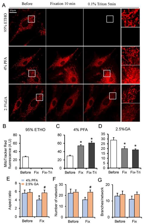Mitotracker Red Fluorescence Assay On Fixed And Permeabilized Cells Download Scientific