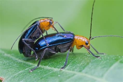Bugs Porn P The Photography Forum