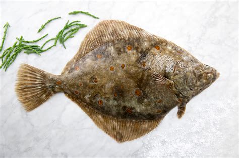 Schol Bestellen Dirks Vishandel