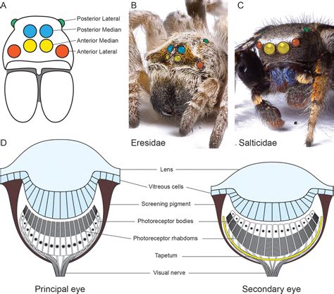 Molecular Evolution Of Spider Vision New Opportunities Familiar