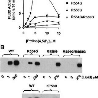 Characterization of PLD2 mutants with reduced responsiveness to ...