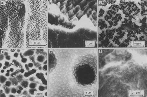 Fig La F Sem Micrographs Of {100} Surfaces Of Anisotropically
