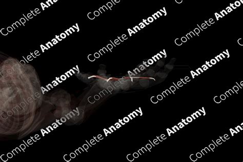 Lumbrical Muscles Of Hand Left Complete Anatomy