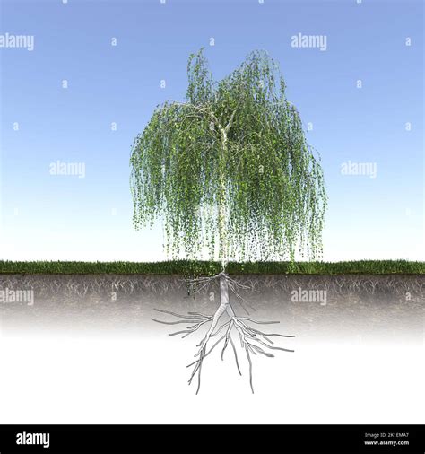 Tree Root System Diagram