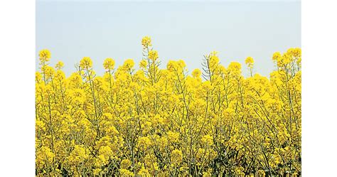 Опазете рапицата чрез ефективен контрол на икономически важните неприятели Български Фермер