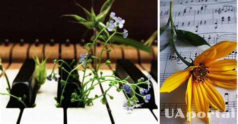 Як музика впливає на ріст рослин яку музику найбільше люблять рослини